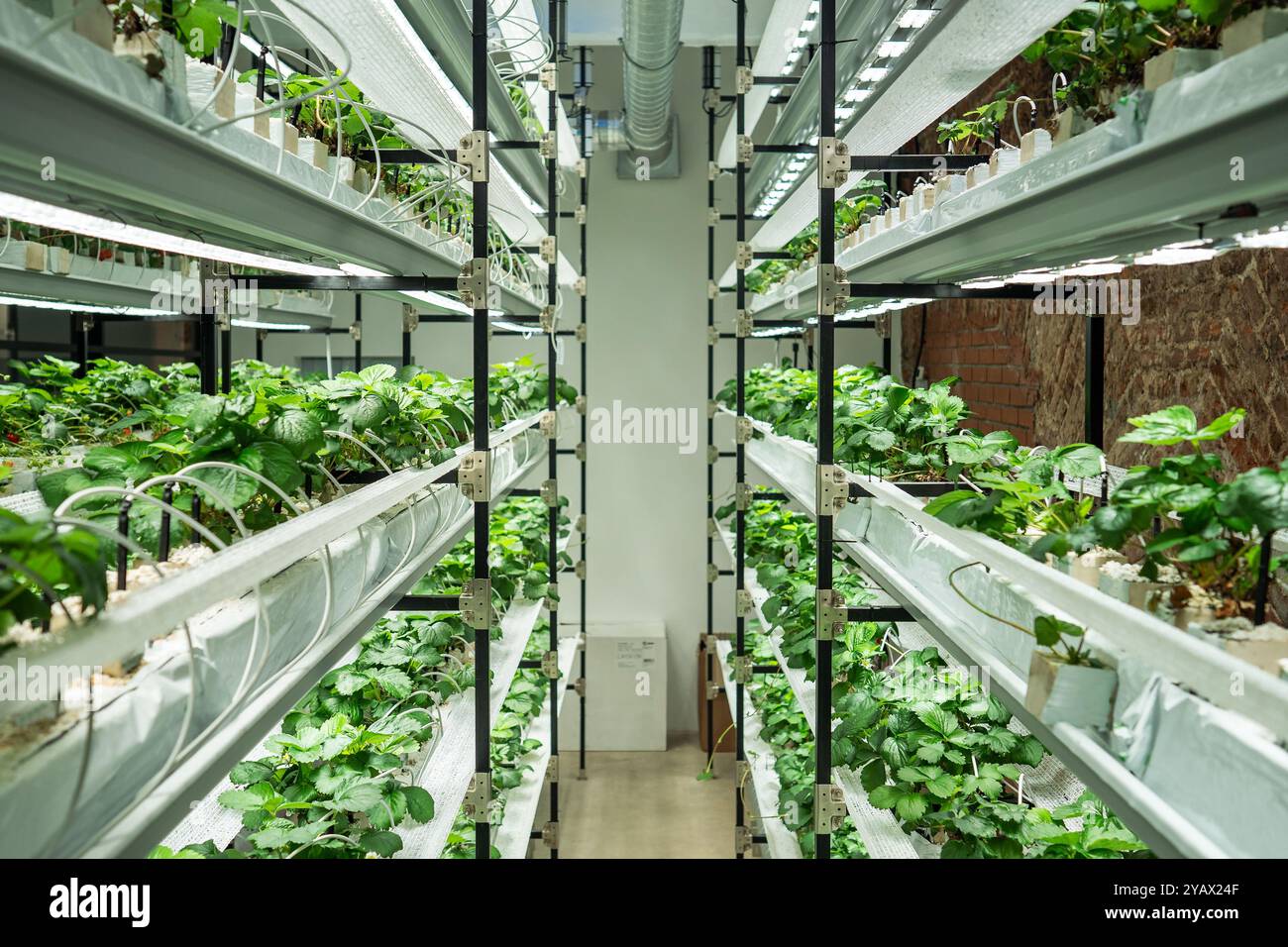 Strawberry cultivation in greenhouse. Mini-farm for growing Fragaria indoors in artificial soil ...