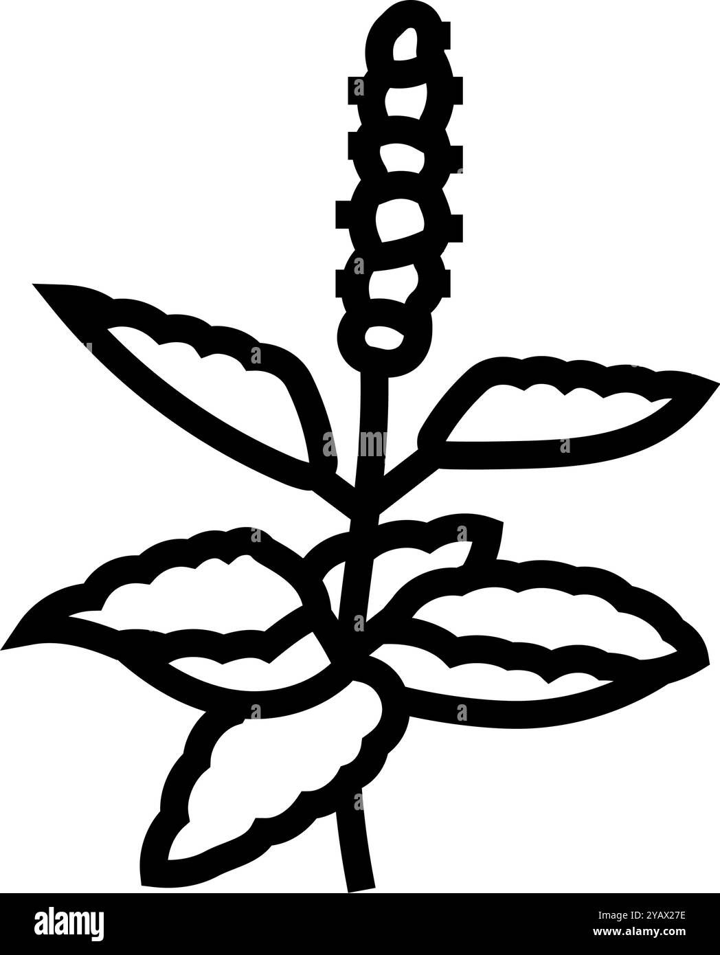 holy basil ayurvedic herb line icon vector illustration Stock Vector ...