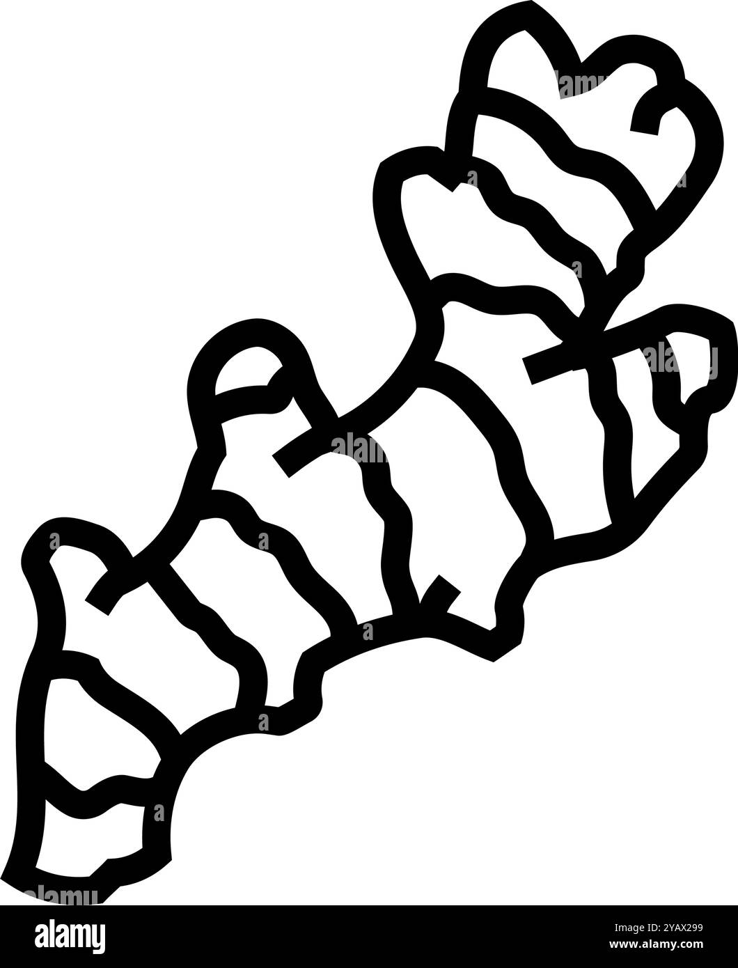 ginger root ayurvedic herb line icon vector illustration Stock Vector ...