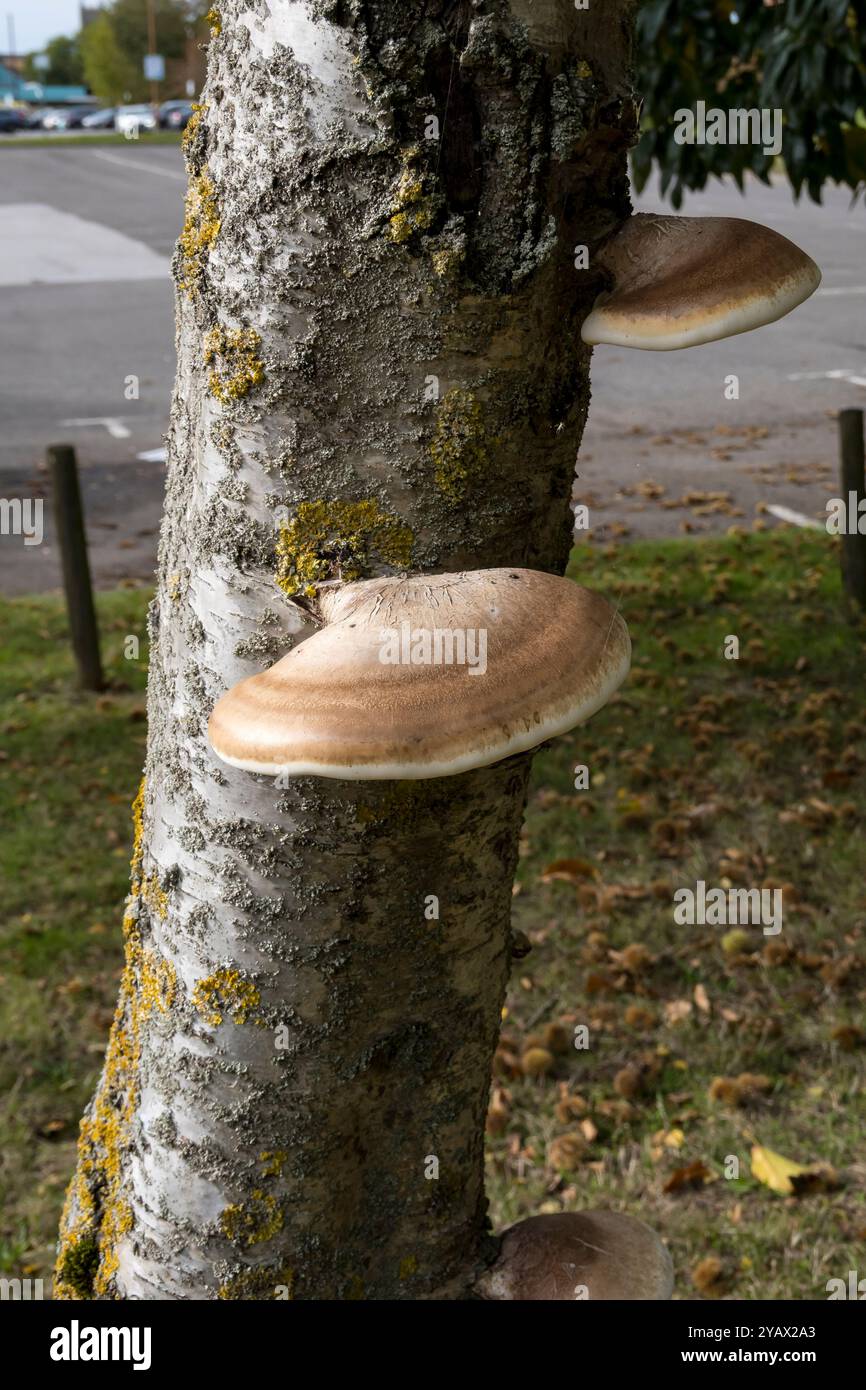 Birch Polypore bracket fungi Stock Photo - Alamy