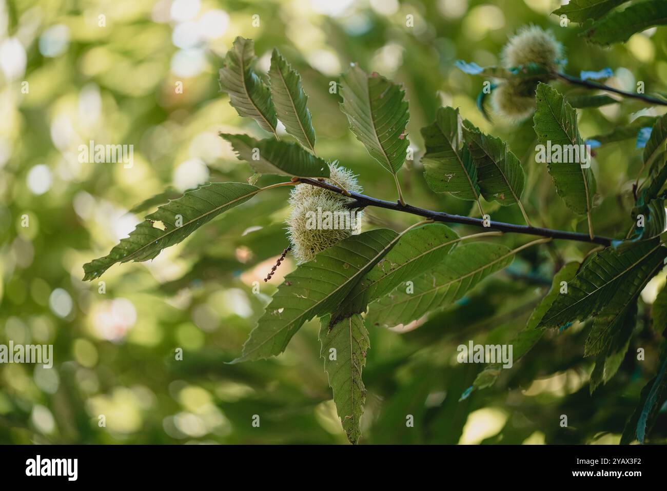 A detailed close-up of a ripe chestnut nestled inside its spiky shell ...