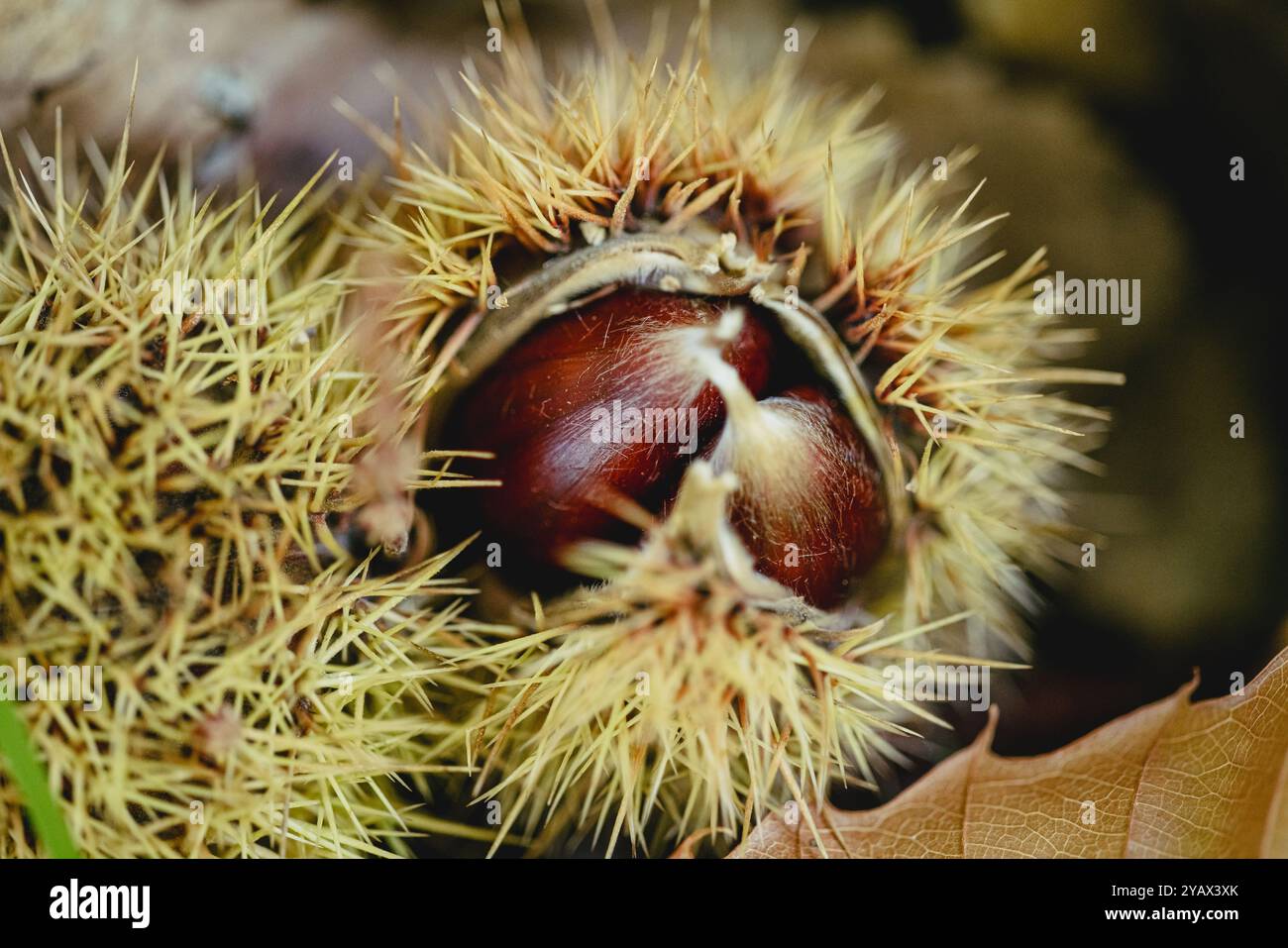 A detailed close-up of a ripe chestnut nestled inside its spiky shell ...