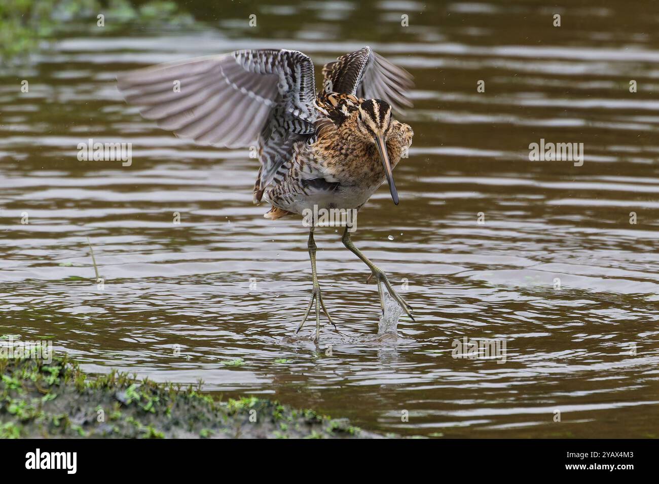 Common Snipe in the water wings Stock Photo - Alamy