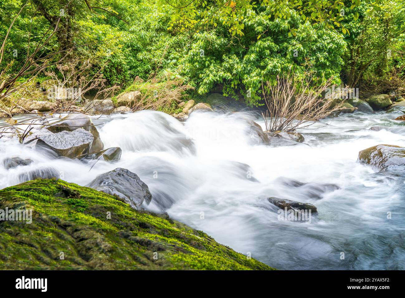 Pond inside forest hi-res stock photography and images - Alamy