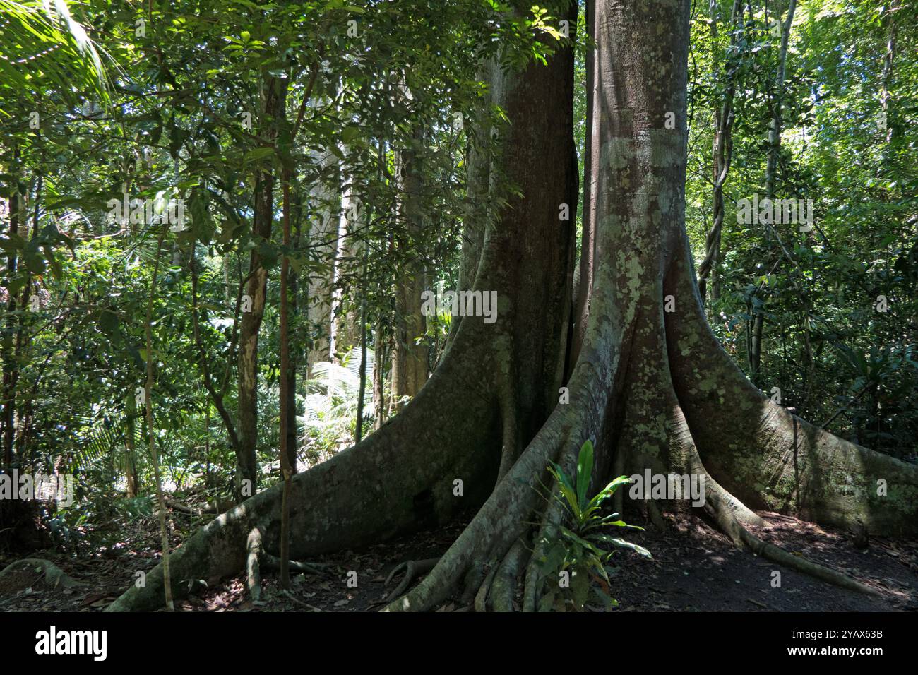 Rainforest lush humid woods hi-res stock photography and images - Alamy