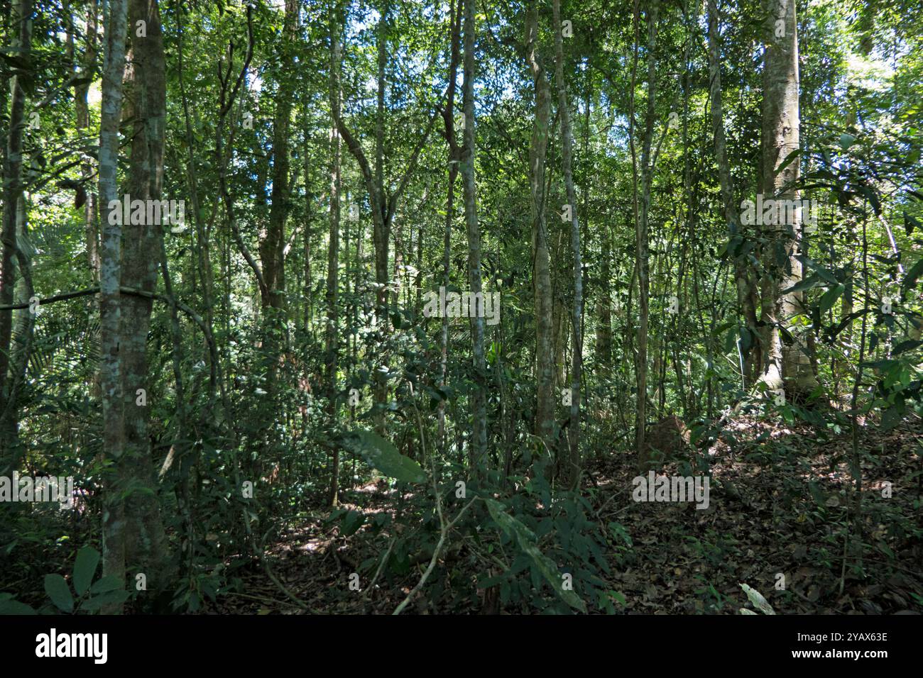 Rainforest lush humid woods hi-res stock photography and images - Alamy