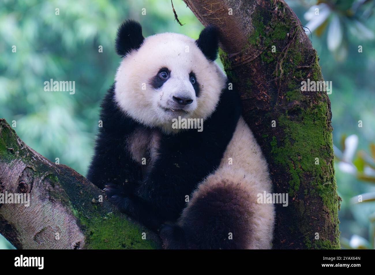 Giant pandas play at Chongqing Zoo, China, 13 October, 2024. (Photo by ...