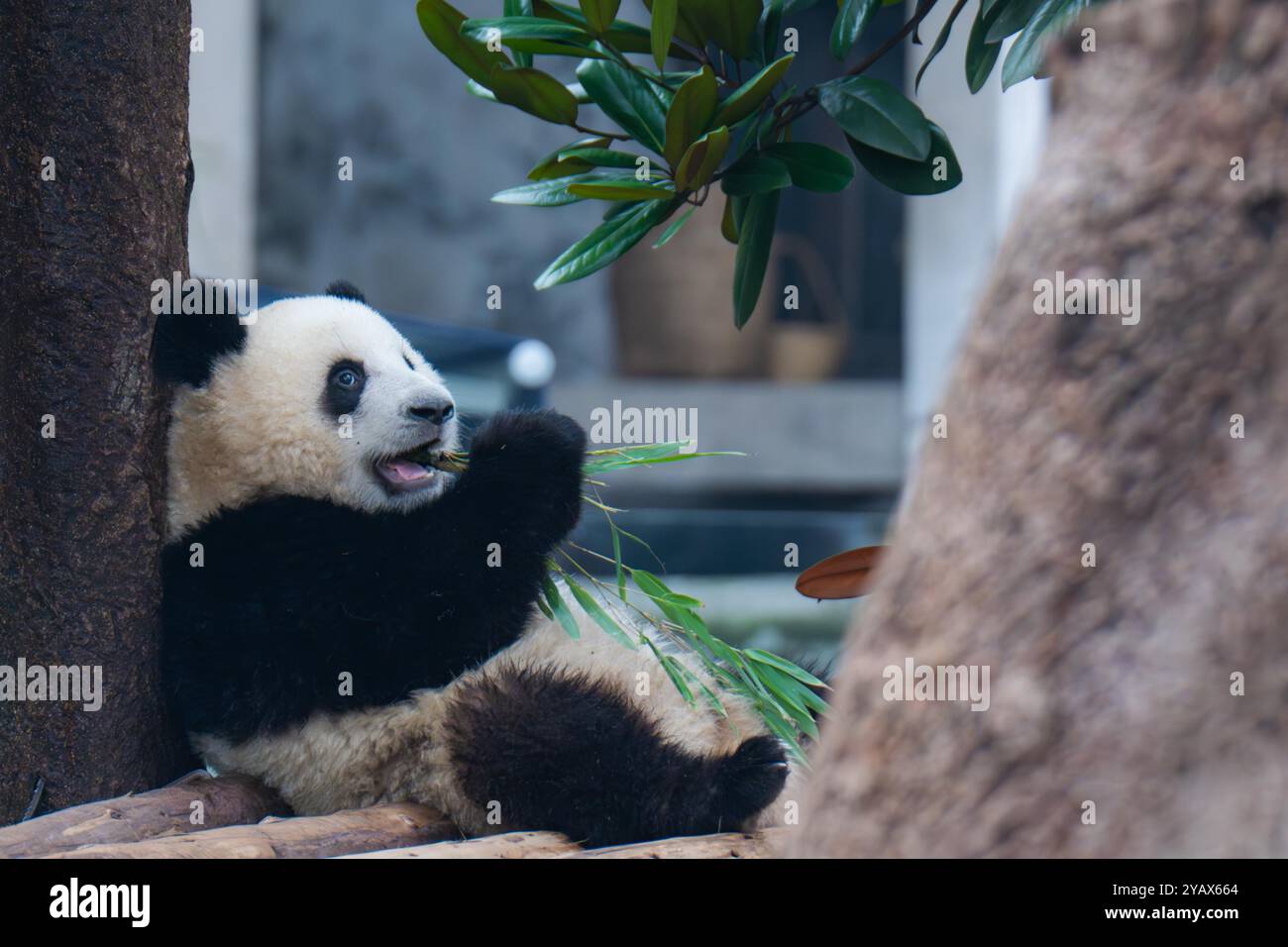 Giant pandas play at Chongqing Zoo, China, 13 October, 2024. (Photo by ...