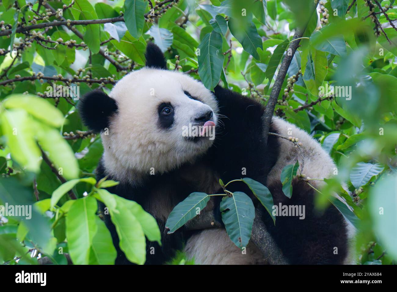 Giant pandas play at Chongqing Zoo, China, 13 October, 2024. (Photo by ...