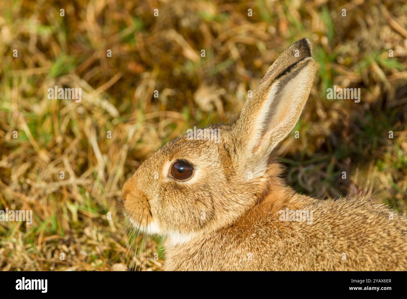 Wild rabbit (Oryctolagus cuniculus). Close up side view of head and ...
