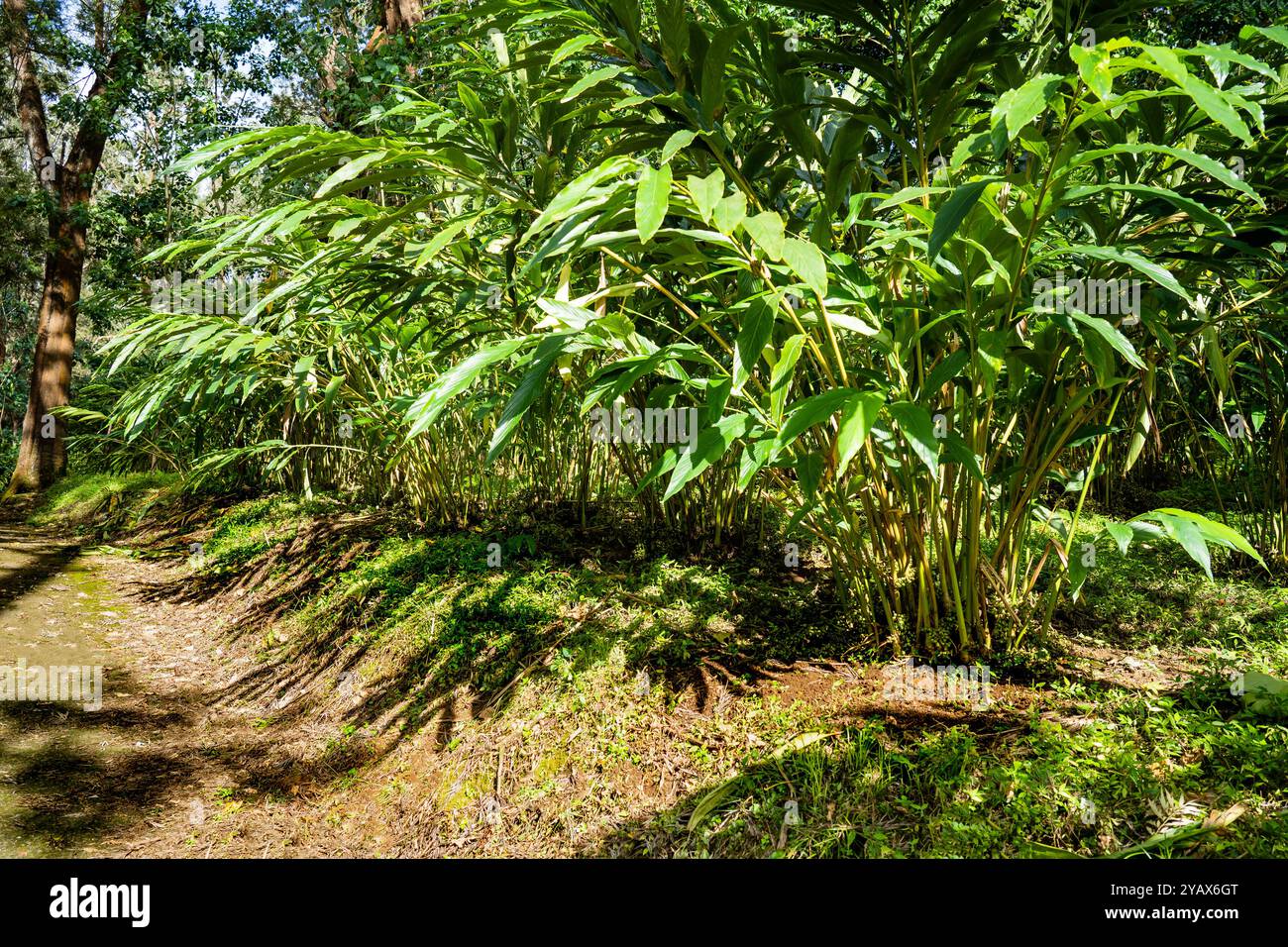 Cardamom plantation in new hope, Gudallur - Tamil Nadu Stock Photo - Alamy