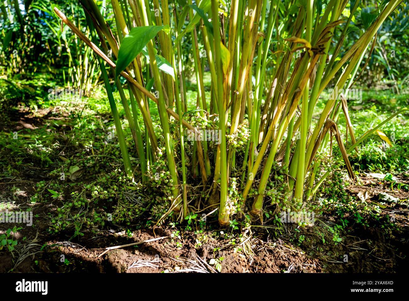 Cardamom tree hi-res stock photography and images - Alamy