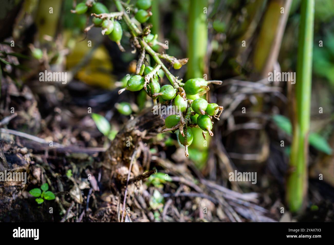 Cardamom Plant About Us Idixindia