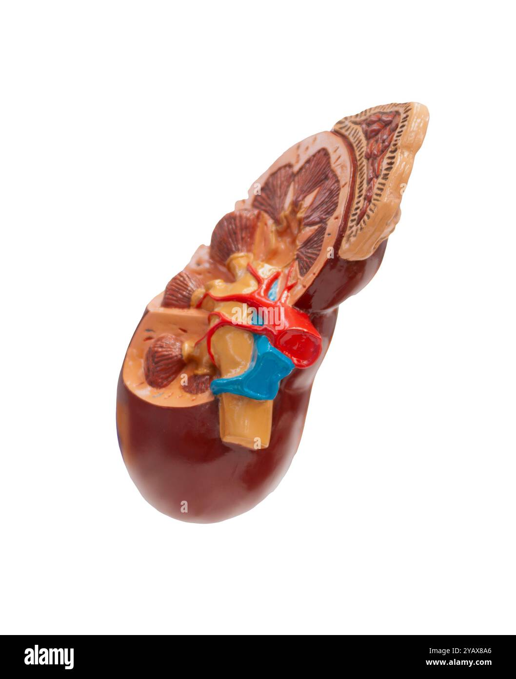 kidney isolated on white background, Human Anatomy Models Stock Photo ...
