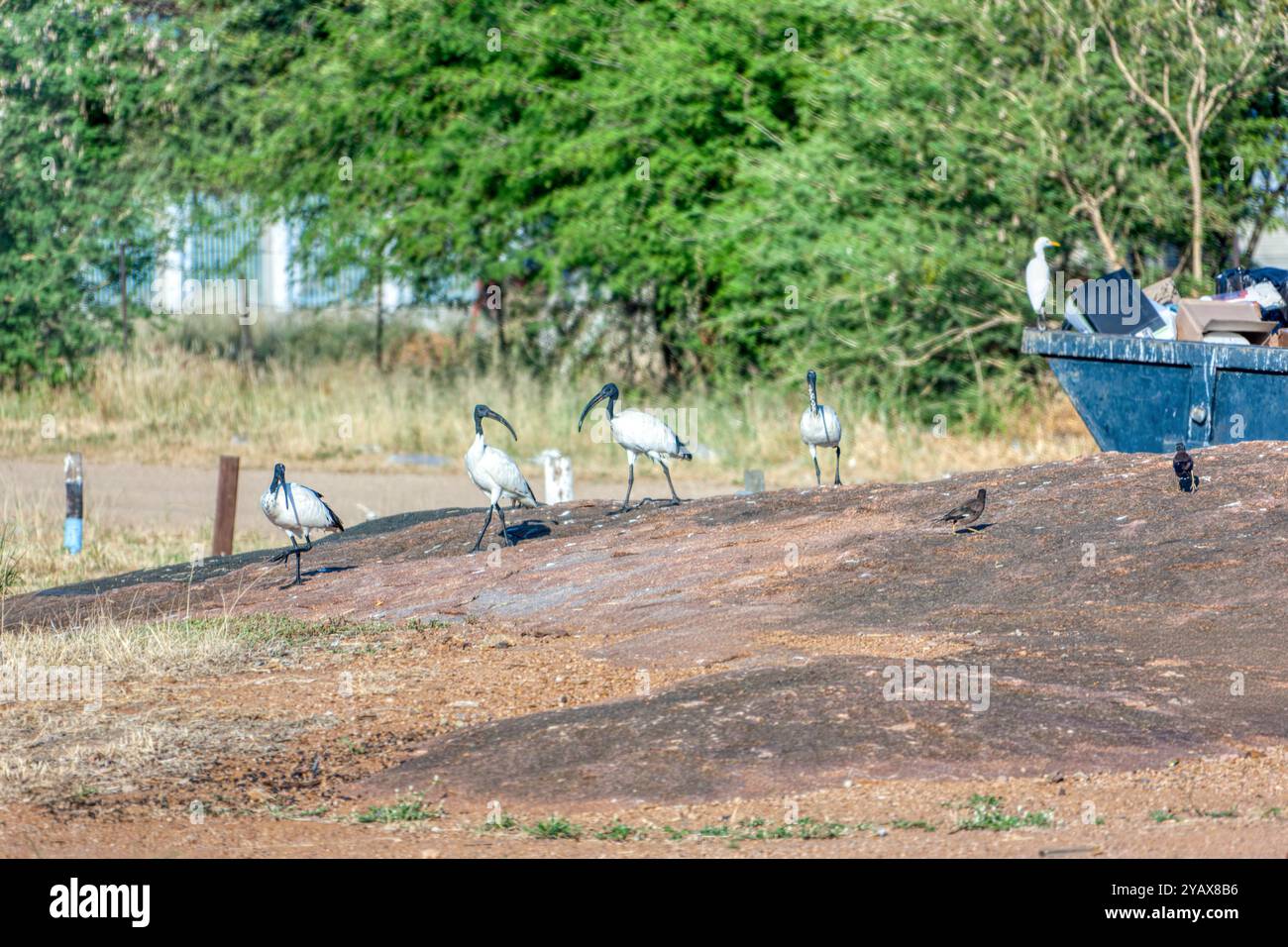 Environmental damage birds eating from the garbage in town hi-res stock ...