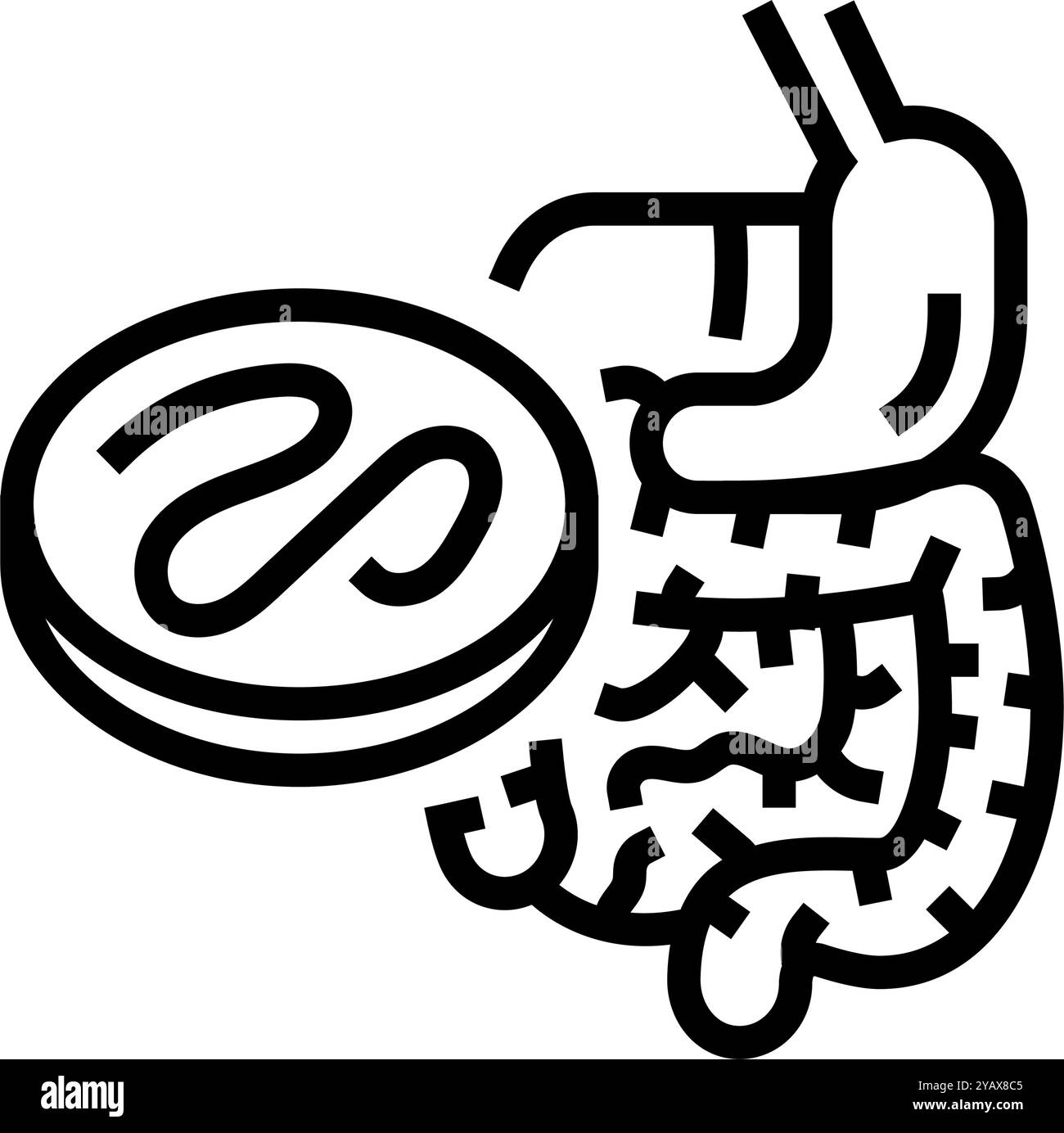 worm digestive system parasite line icon vector illustration Stock ...