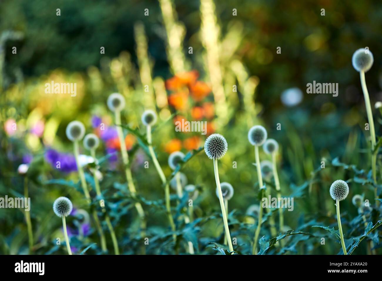 Botany, flowers and globe thistle in nature for bright color display in ...