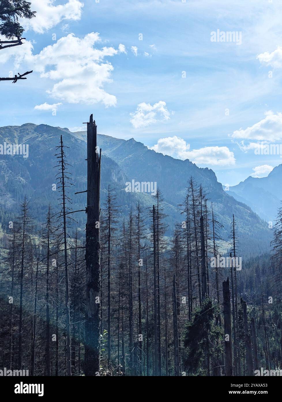 Dry dead conifer trees hi-res stock photography and images - Alamy