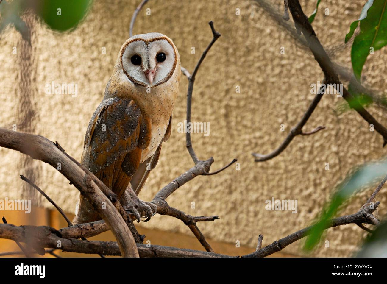 Barn Owl, Pune, Maharashtra, India Stock Photo - Alamy