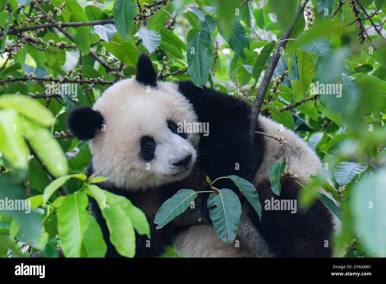 Giant pandas play at Chongqing Zoo, China, 13 October, 2024. (Photo by ...