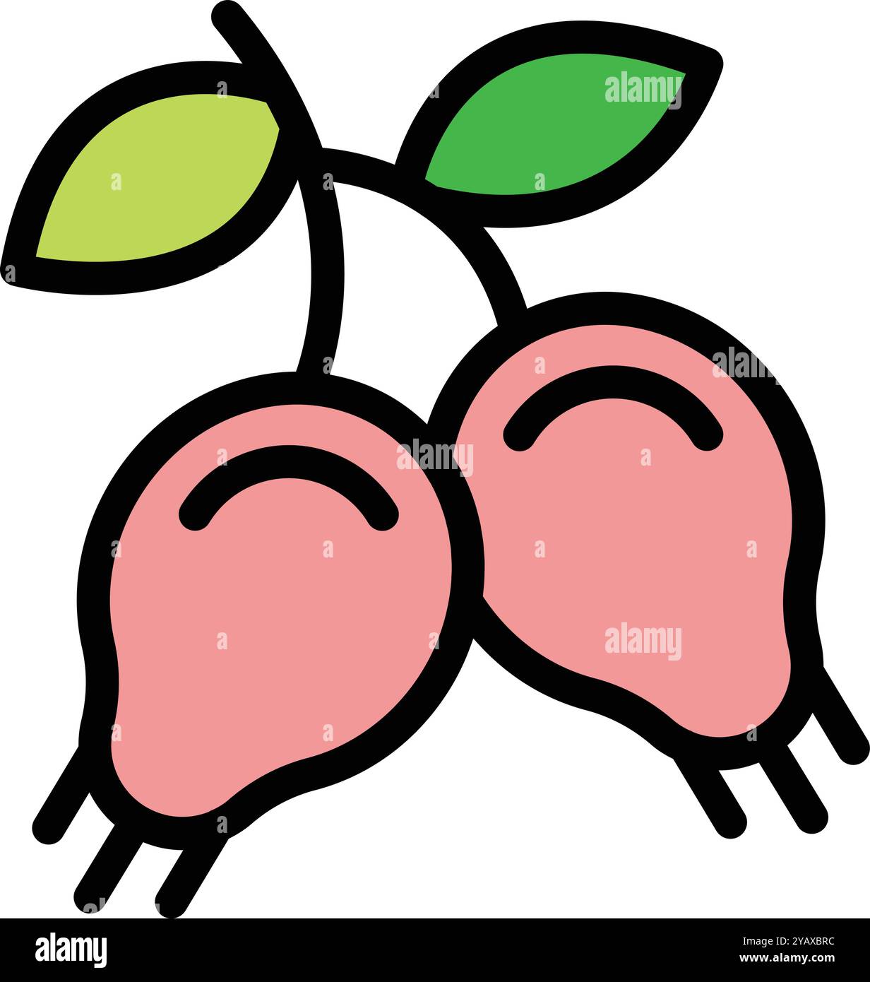 Two rose apples with pink skin are hanging from a branch with green ...