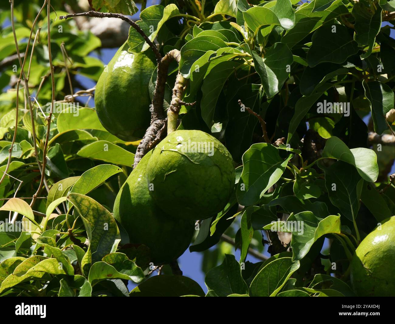 Avocado fruit in the tree in august in guadeloupe. Avocado culture in ...
