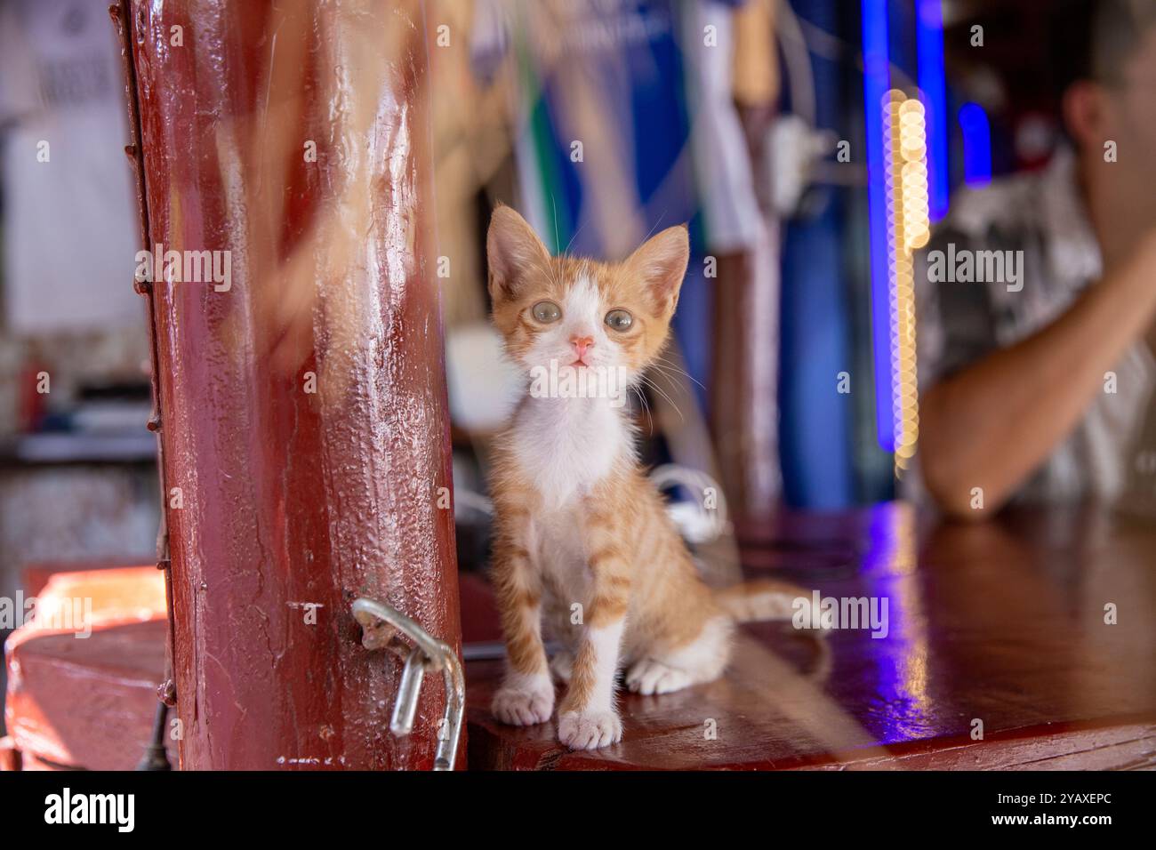 Cat sitting on a bar hi-res stock photography and images - Alamy