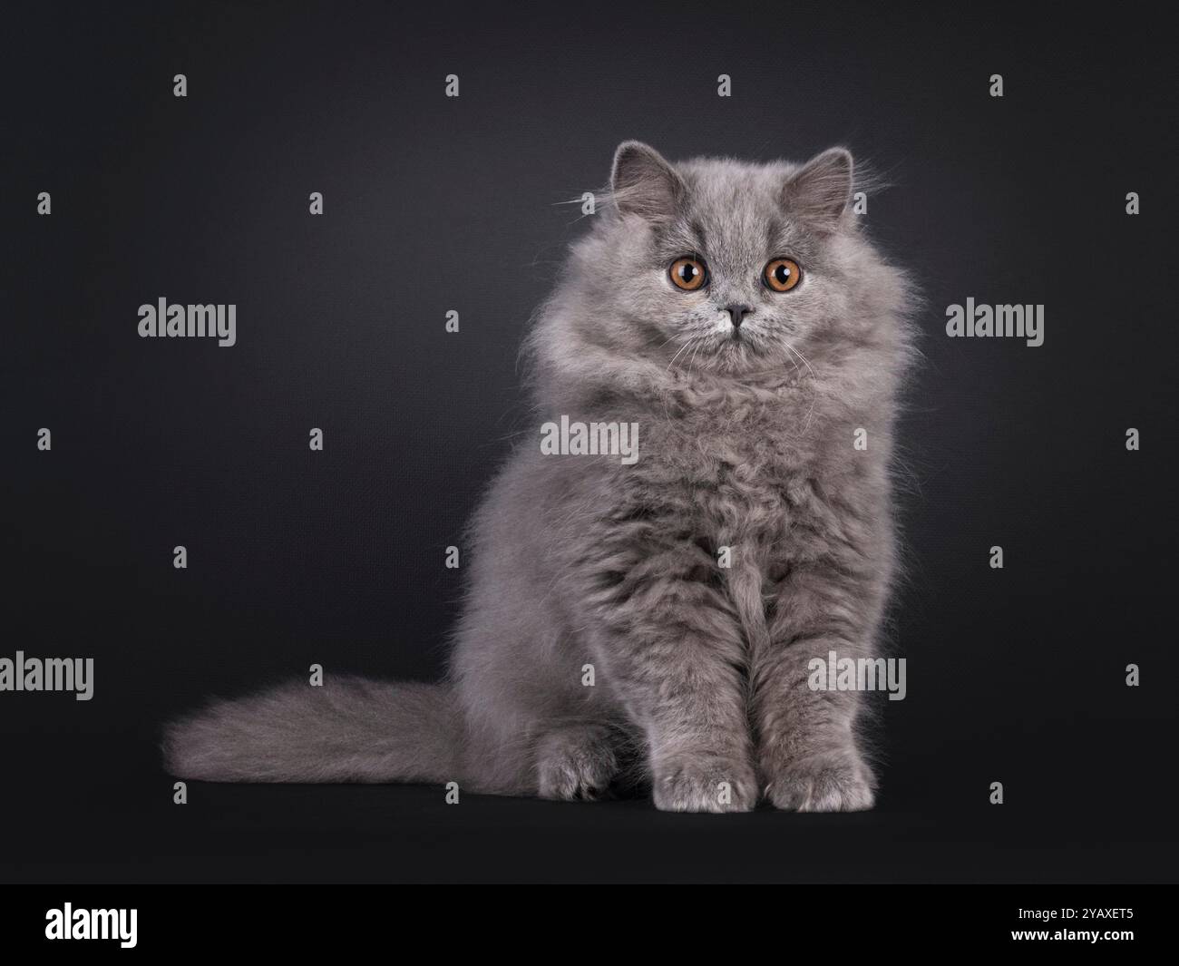 Adorable fluffy British Longhair cat kitten, sitting up facing front ...