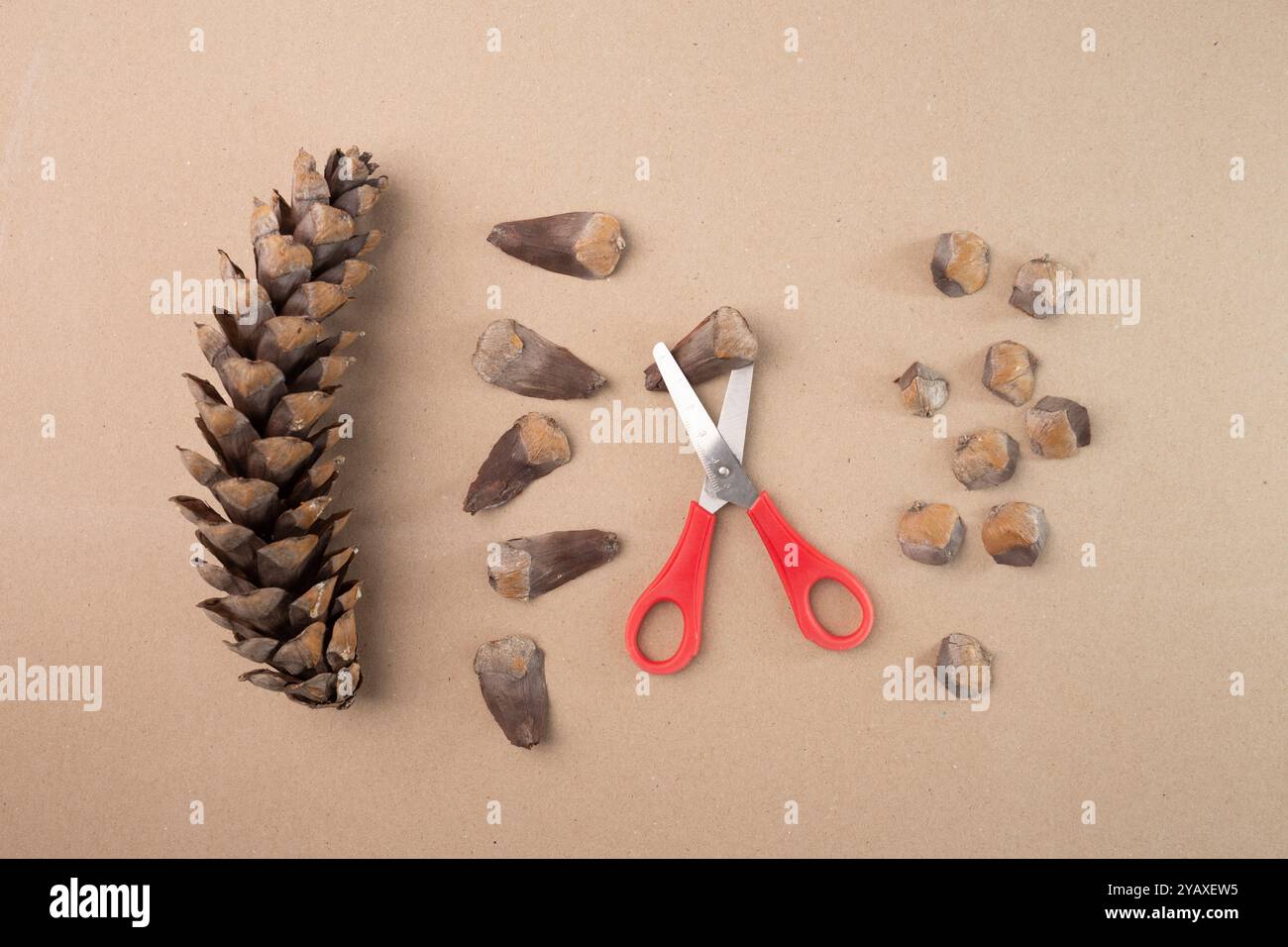 elongated and brown pine cone on the left side and several individual ...