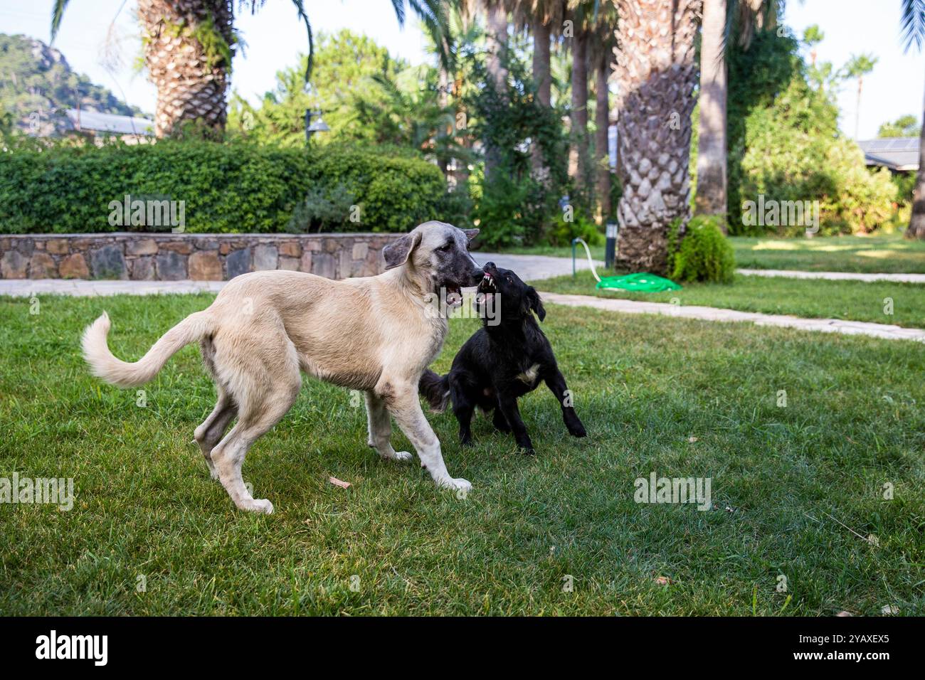 Two dogs play fighting on grass Stock Photo - Alamy