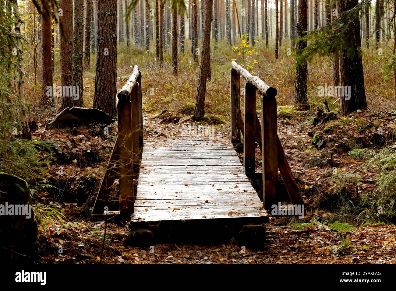 Small wooden bridge over a ditch on a swamp Stock Photo - Alamy