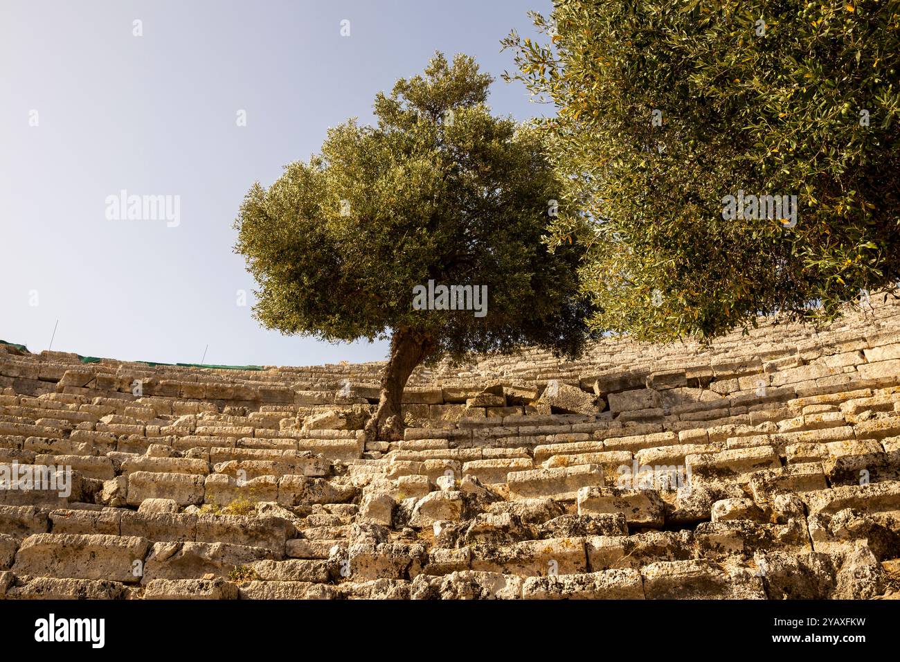 Olive tree in an ancient amphitheatre ruin Stock Photo - Alamy