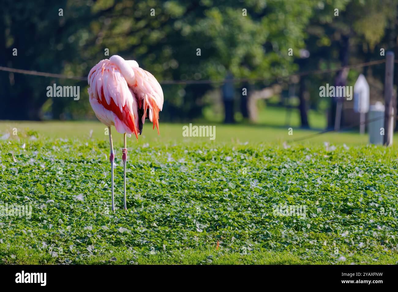A flamingo stands in a field of grass. The bird is pink and has a long ...