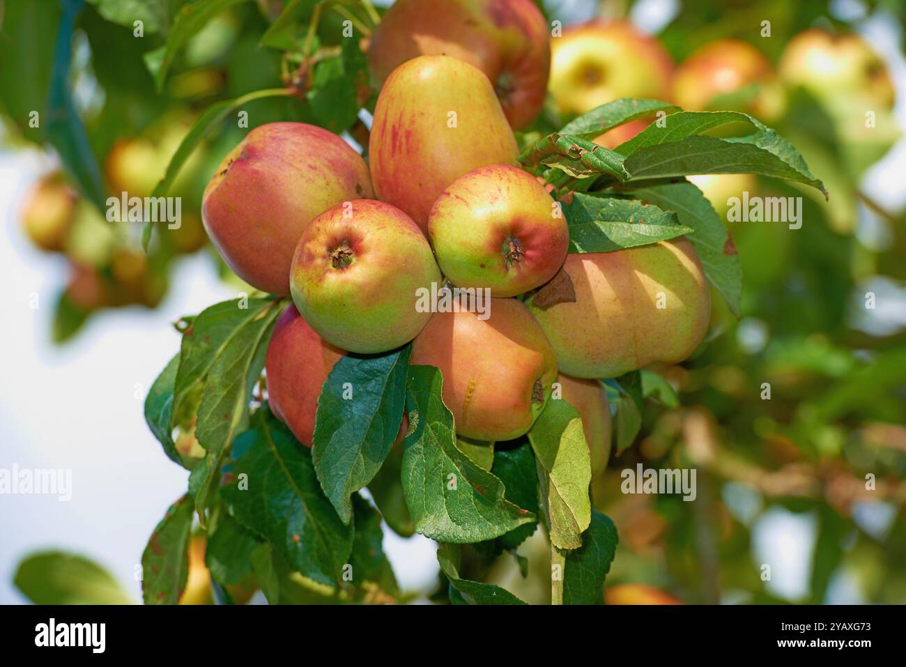 Garden, apples and organic fruit on tree with leaves and agriculture ...