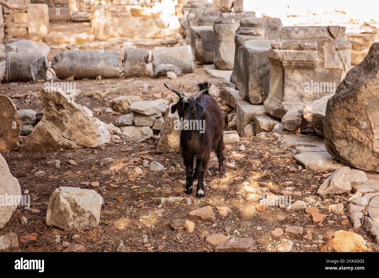 Black Goat with horns in some ancient ruins Stock Photo - Alamy