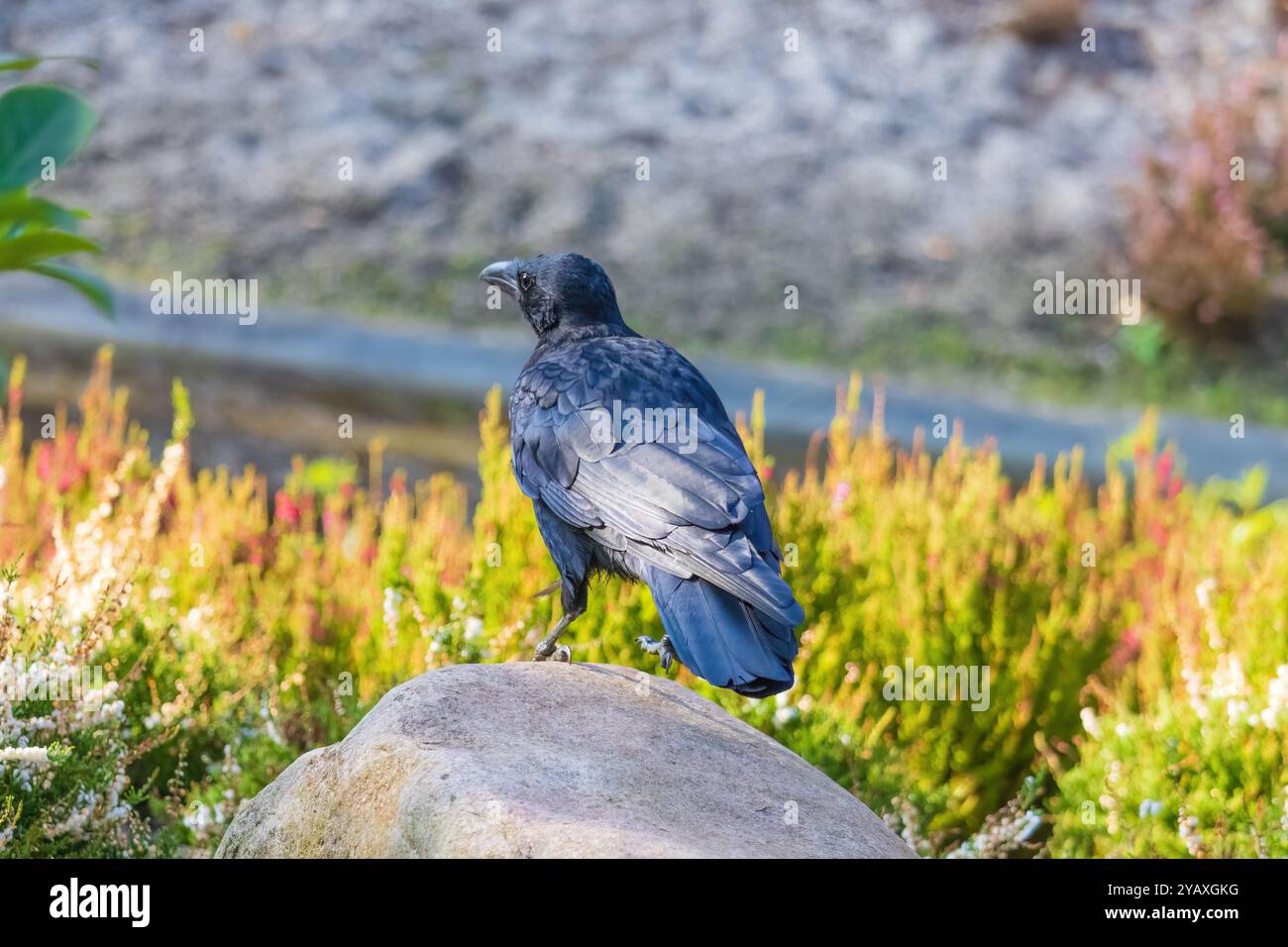 A black crow is walking on a sidewalk. The bird is looking to the left ...
