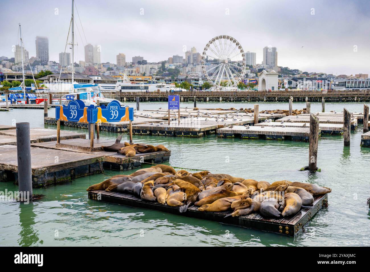 Pier 39 with sea lions on the Fisherman's Wharf in San Francisco, known ...