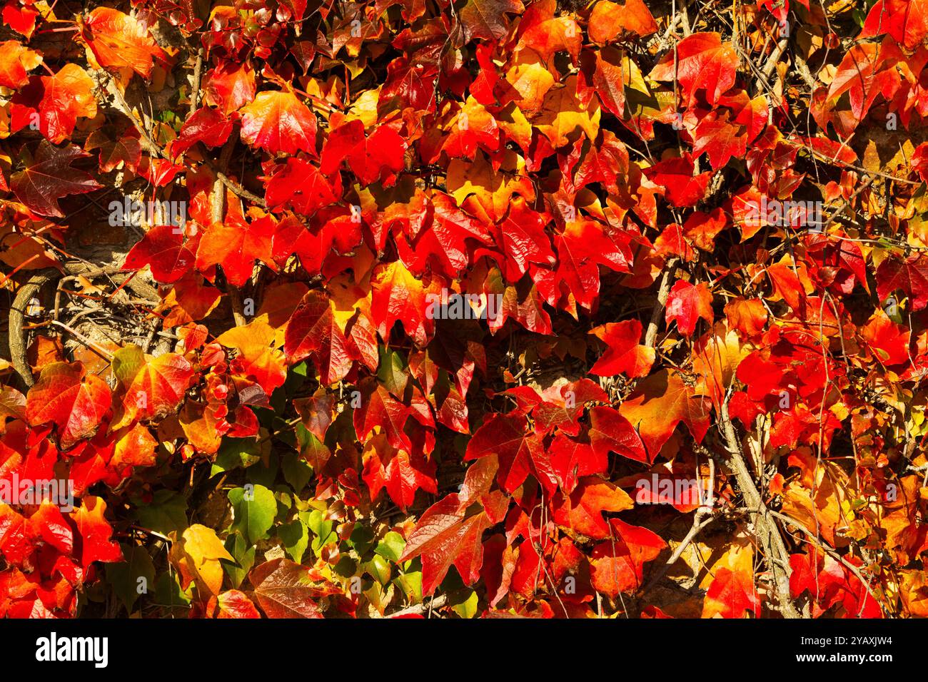 The Virginia Creeper is popular with gardeners for its brilliant autumn ...