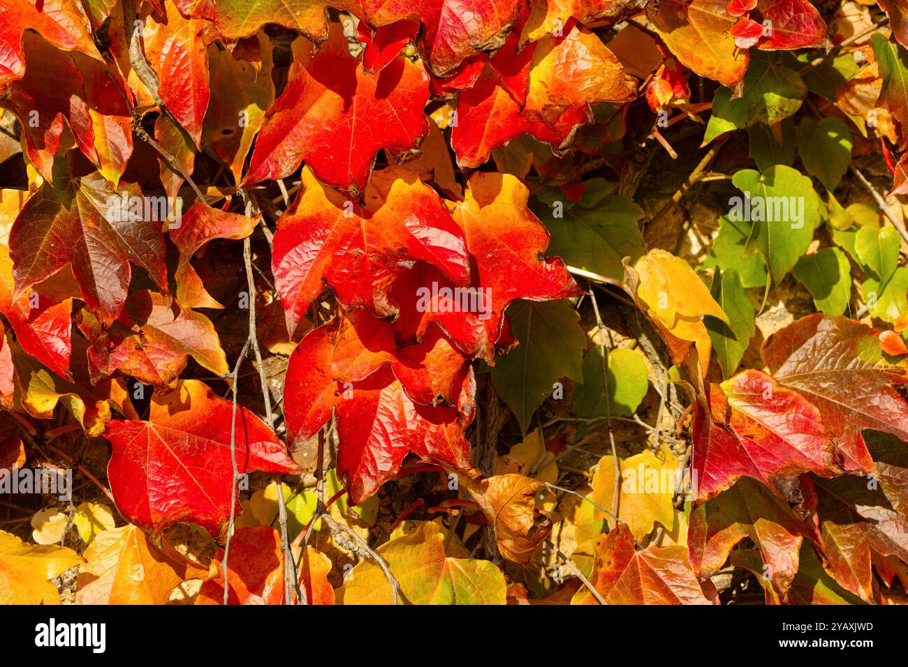 The Virginia Creeper is popular with gardeners for its brilliant autumn ...