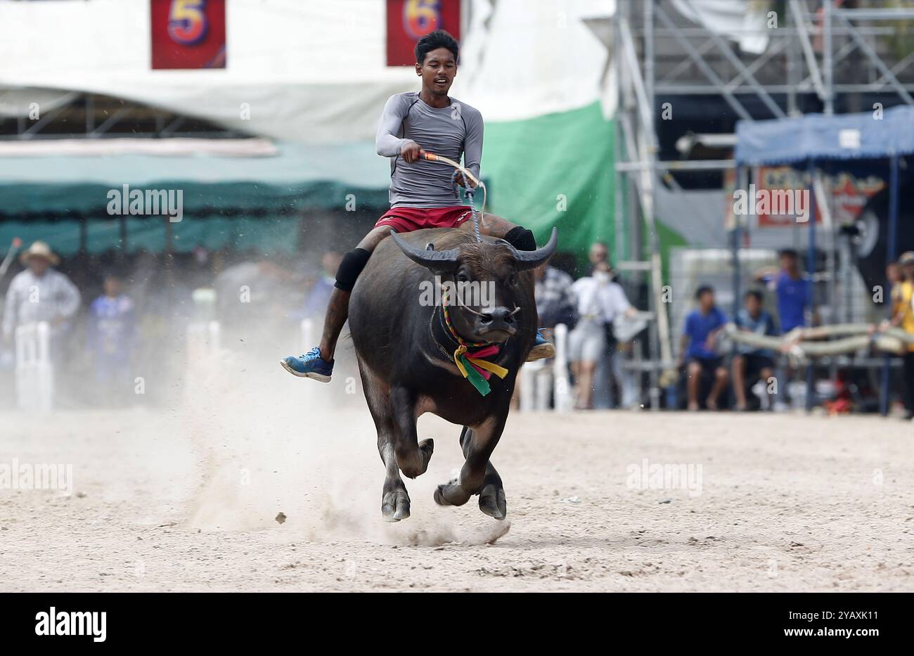 A jockey competes in Chonburi's annual buffalo race festival, east of ...