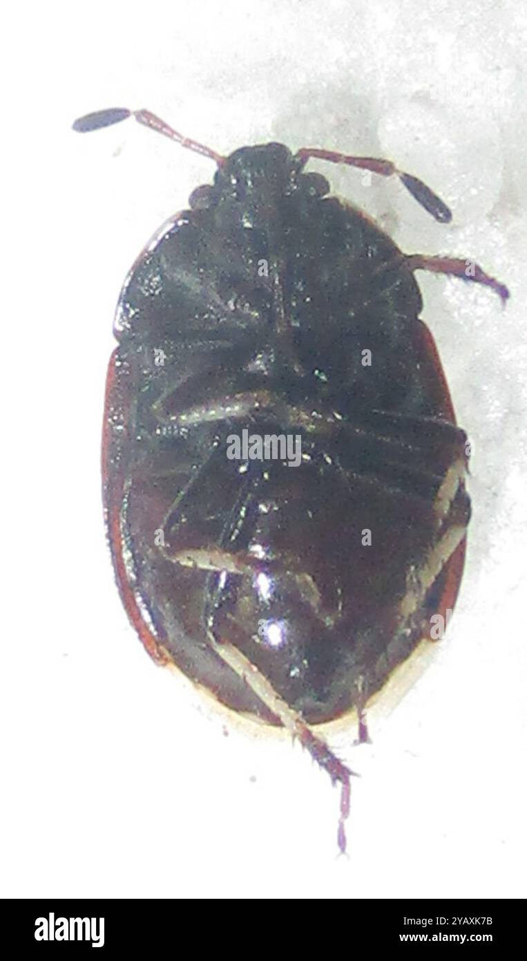 (Lalervis tibialis) Insecta Stock Photo - Alamy