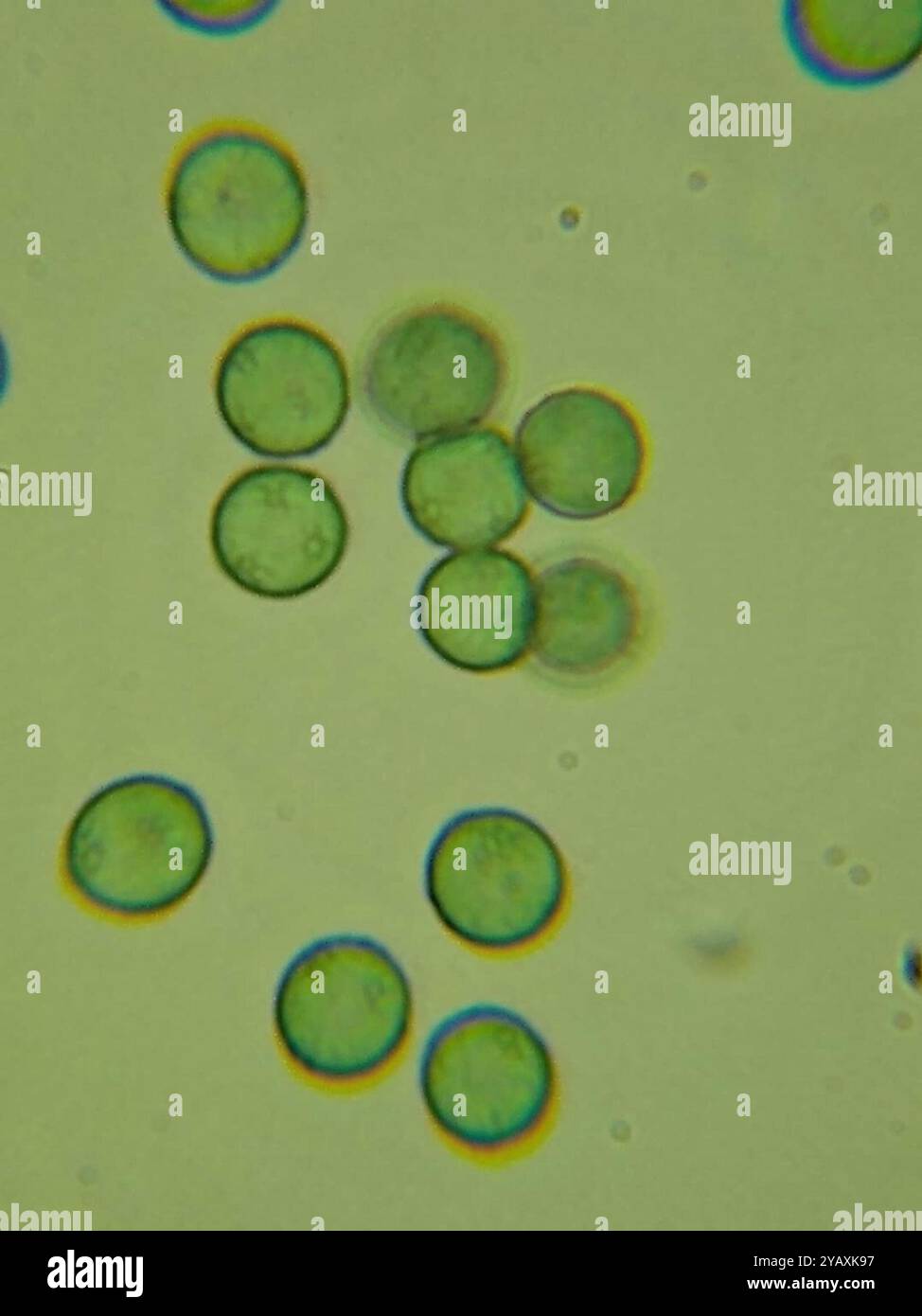 (Comatricha meandrispora) Protozoa Stock Photo - Alamy