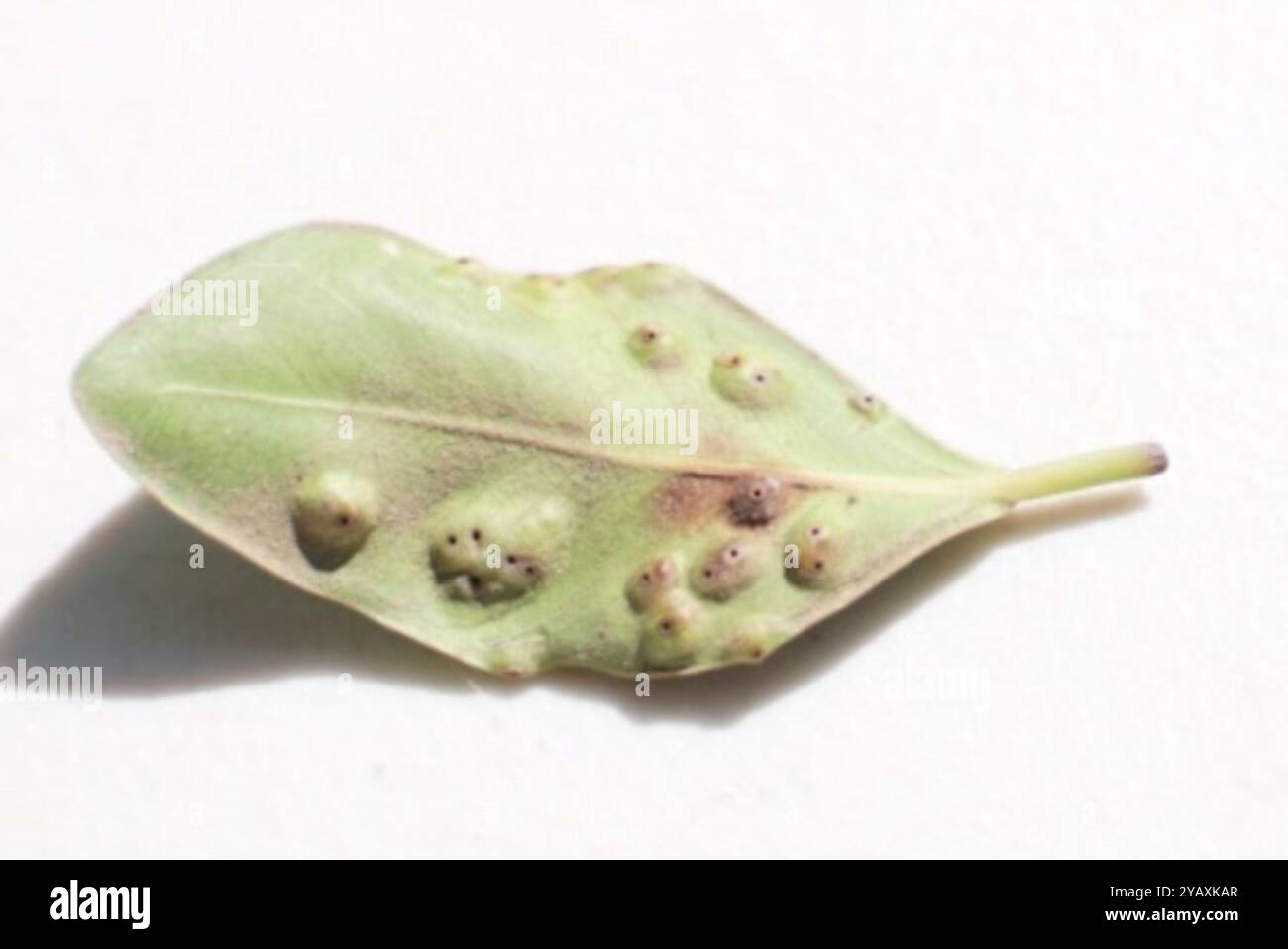Weeping Fig Thrips (Gynaikothrips uzeli) Insecta Stock Photo - Alamy