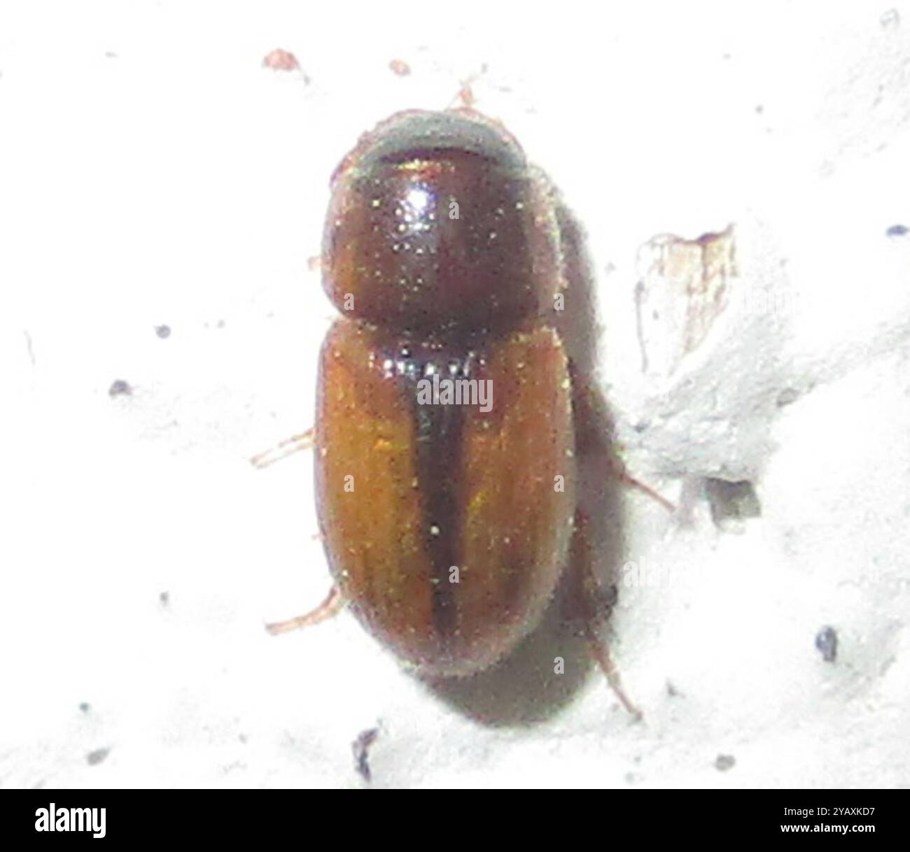 Small Dung Beetles (Aphodiinae) Insecta Stock Photo - Alamy