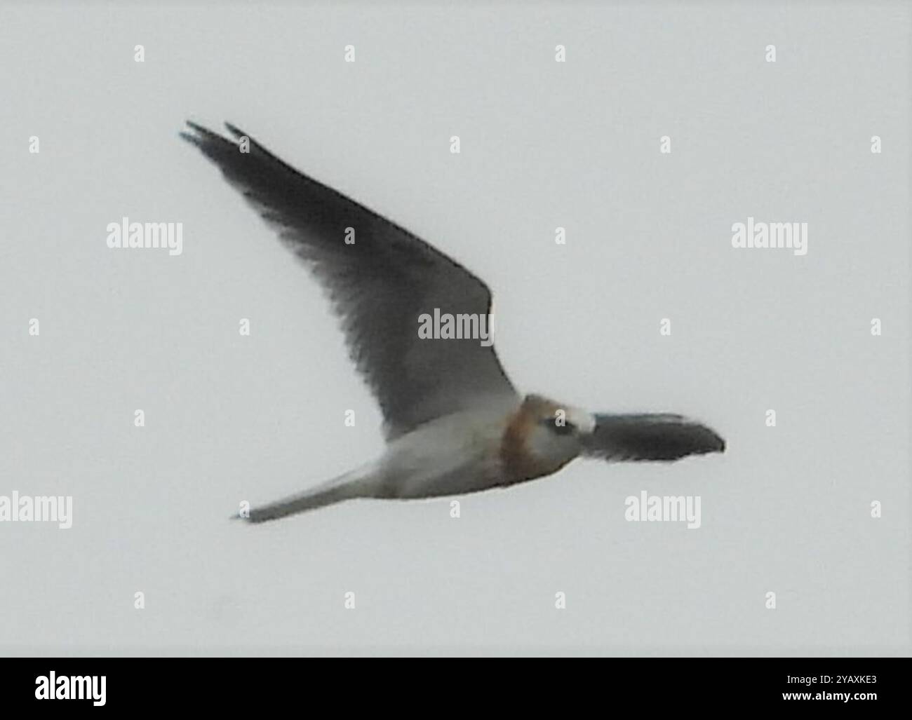 White-tailed Kite (Elanus leucurus) Aves Stock Photo - Alamy