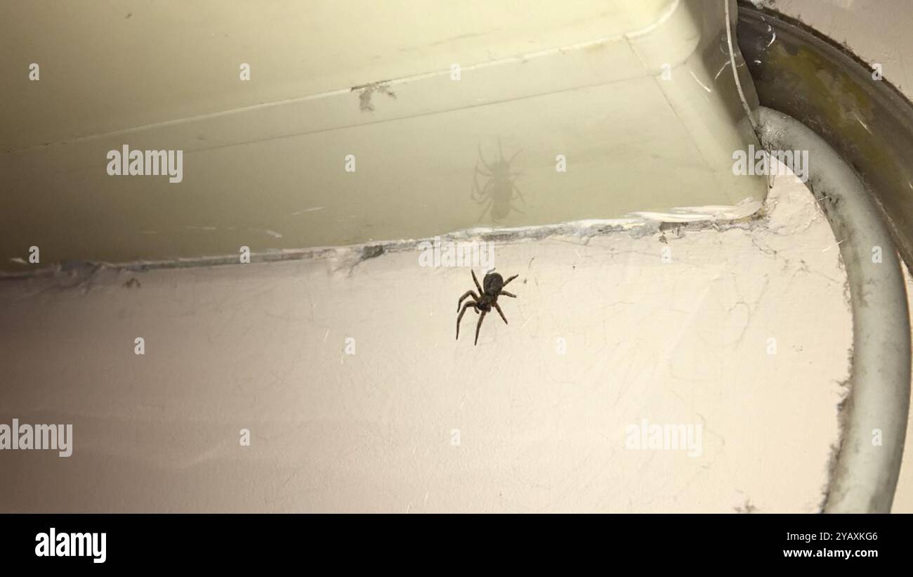 Badumna spider hi-res stock photography and images - Alamy