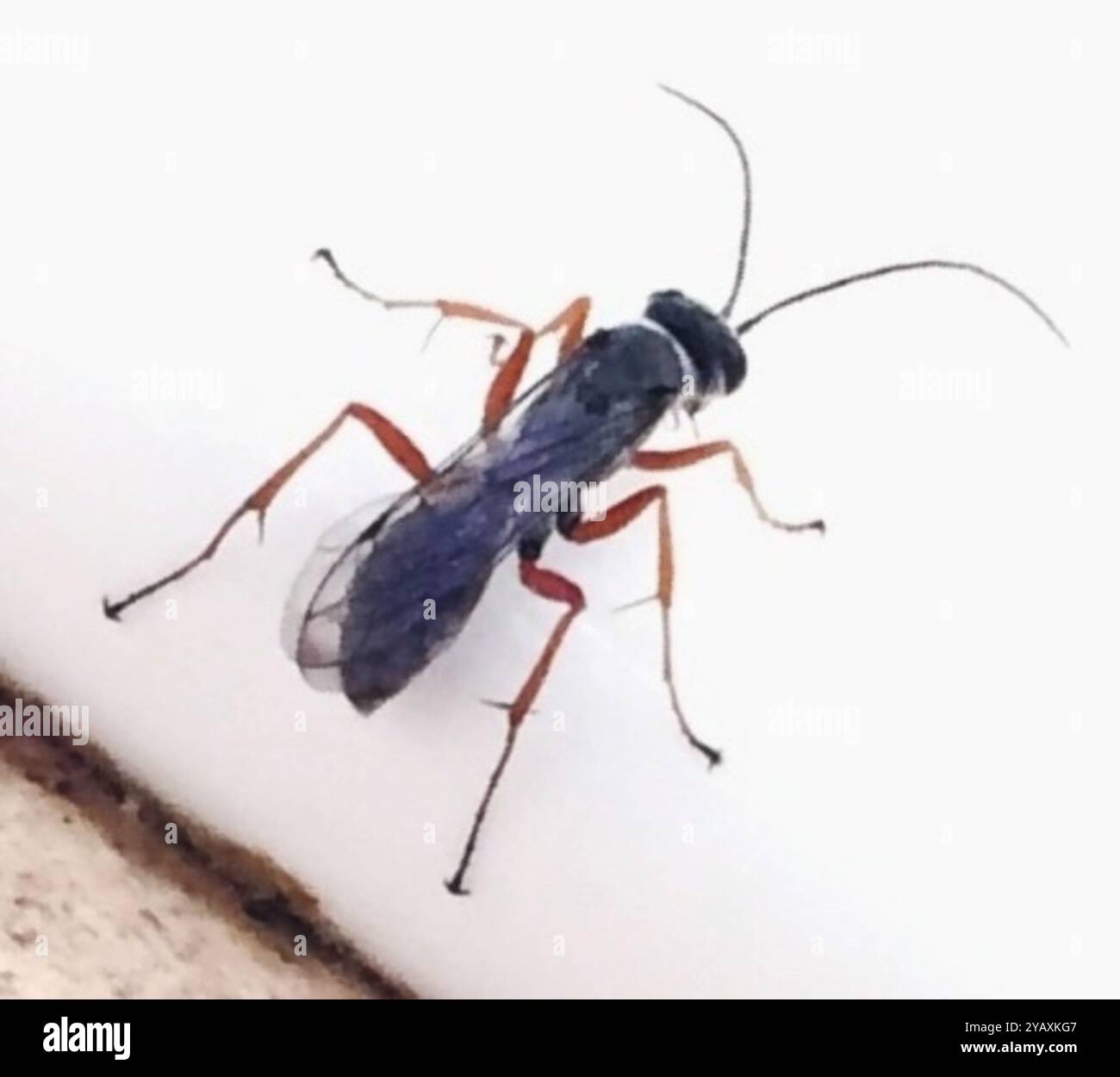 Red legged wasp hi-res stock photography and images - Alamy