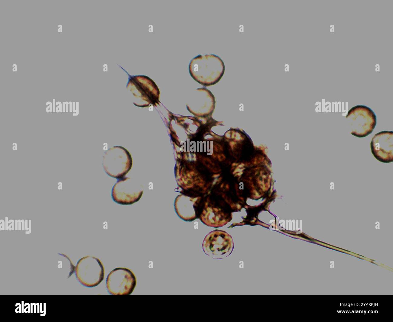 Tapioca slime mold hi-res stock photography and images - Alamy