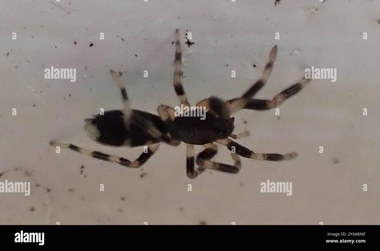 White-tailed Spiders (Lampona) Arachnida Stock Photo - Alamy