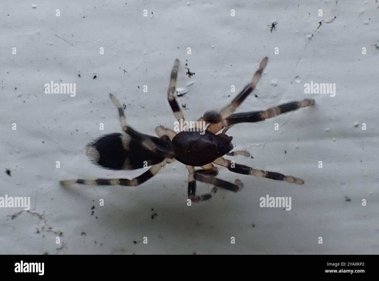 White-tailed Spiders (Lampona) Arachnida Stock Photo - Alamy